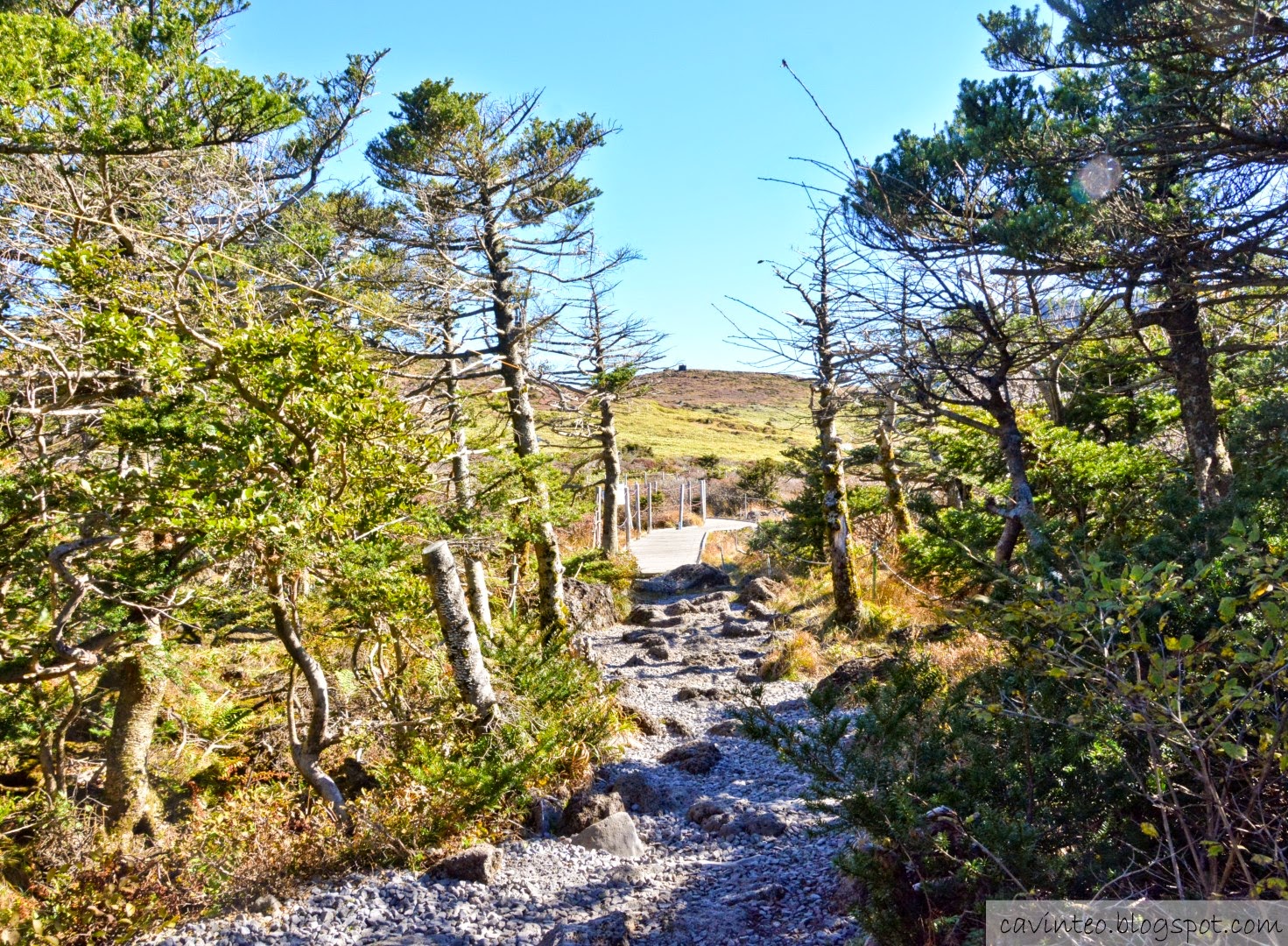 Entree Kibbles: Yeongsil Trail Up Mount Halla (Hallasan) Part 1 @ Jeju ...